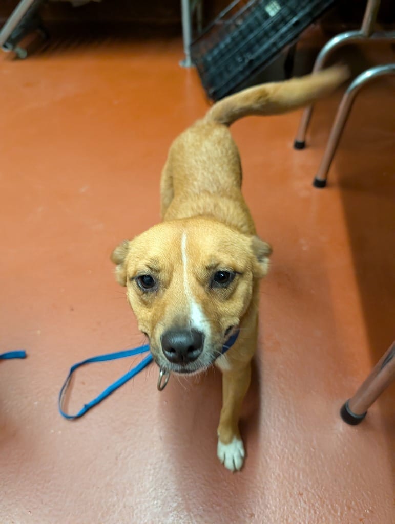 Adopt Crumb Today - Pets TheCountyOffice