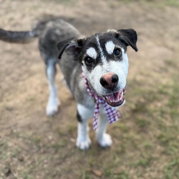 Adopt Aspen Tree with an Evergreen Heart Today - Pets TheCountyOffice