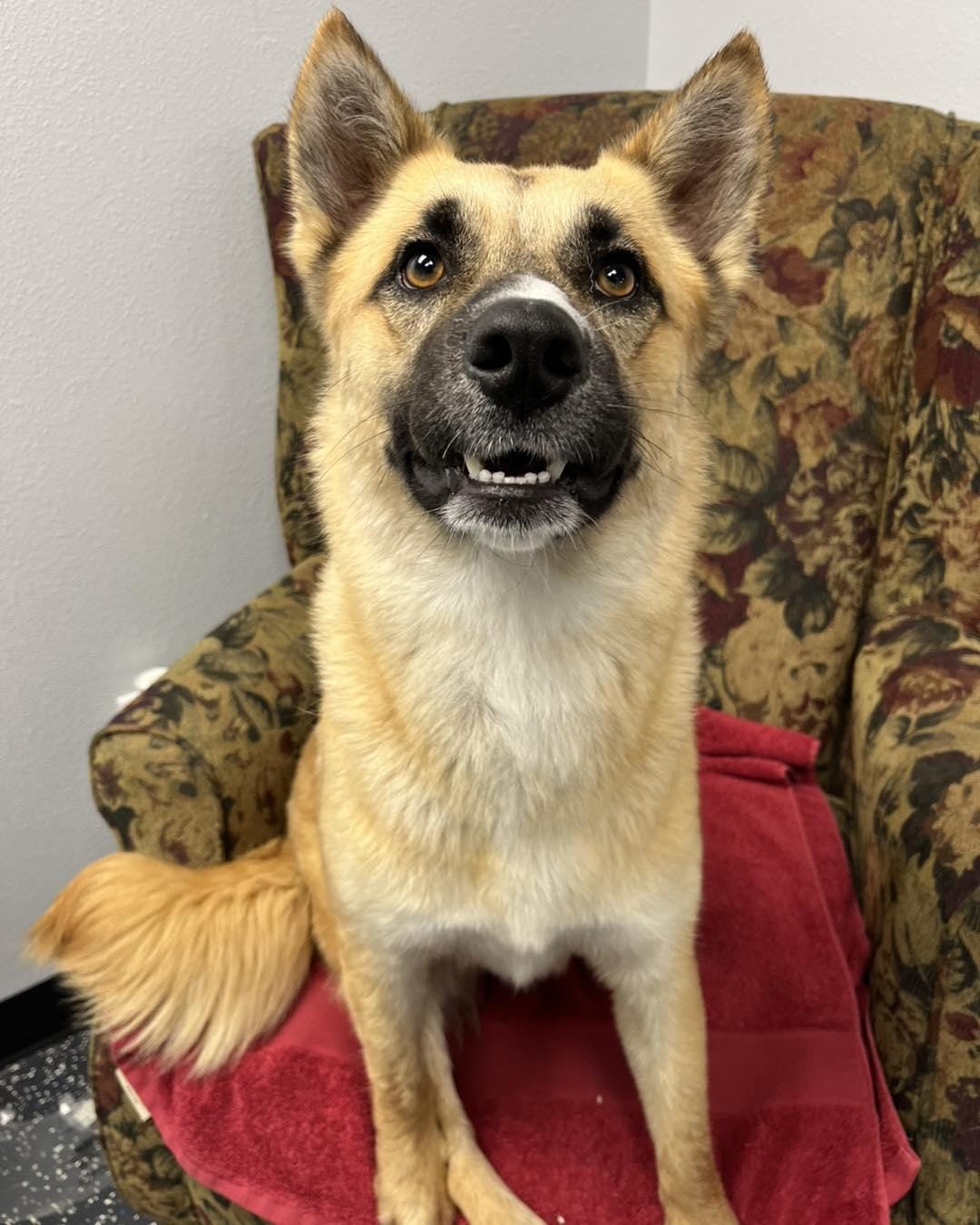 Adopt Kitty Today - Pets TheCountyOffice