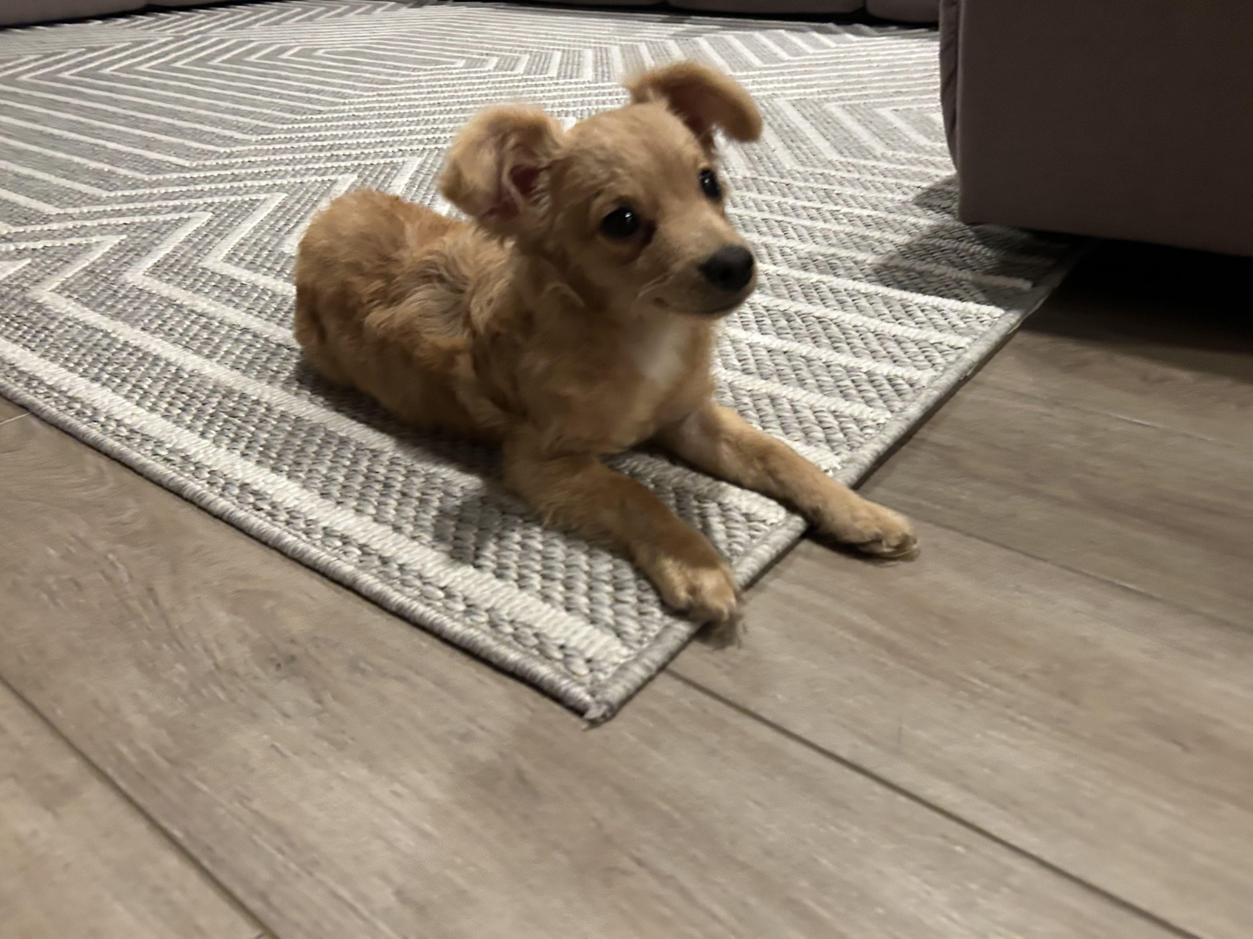 Adopt dark tan puppy - still looking for a forever home Today - Pets ...