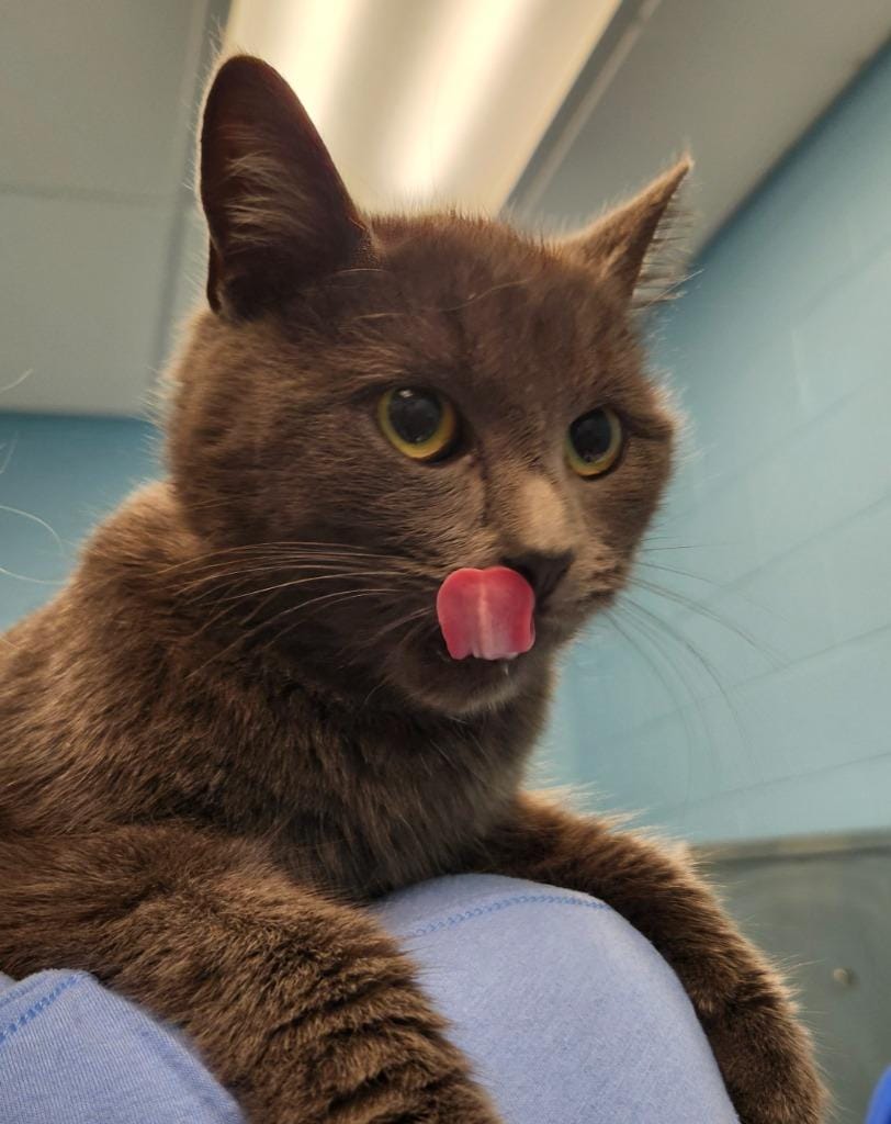 Adopt Capricorn Today - Pets TheCountyOffice