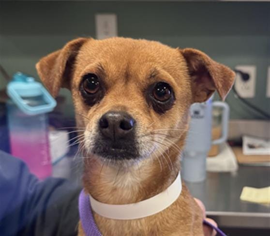 Adopt Annie Oakley Today - Pets TheCountyOffice