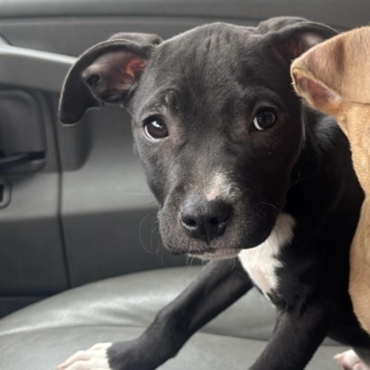 Adopt Taffy Today - Pets TheCountyOffice