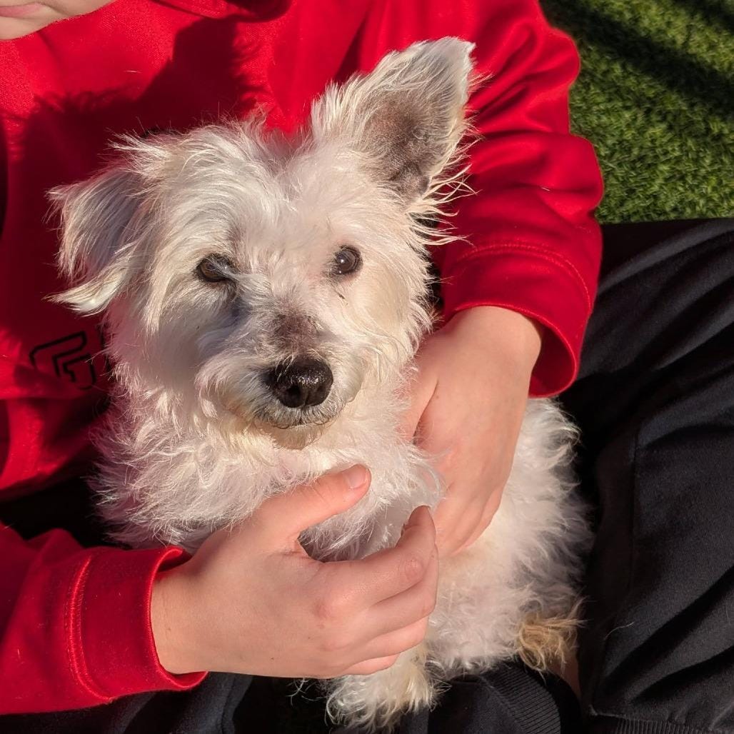 Adopt Lilly Today - Pets TheCountyOffice