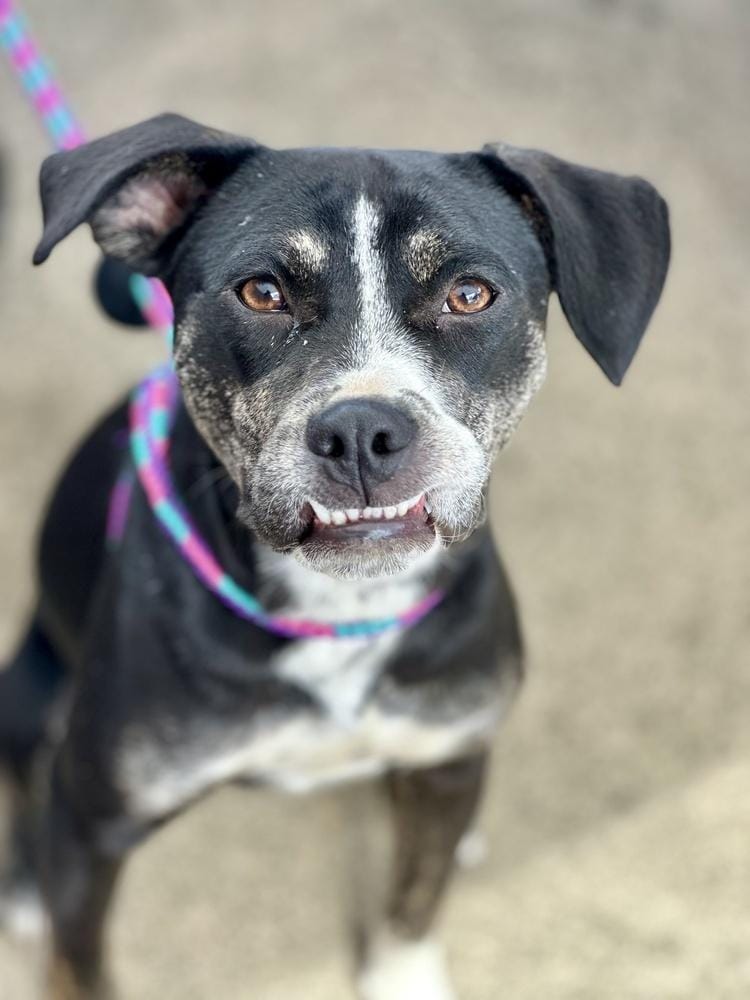 Adopt Mabel Today - Pets TheCountyOffice