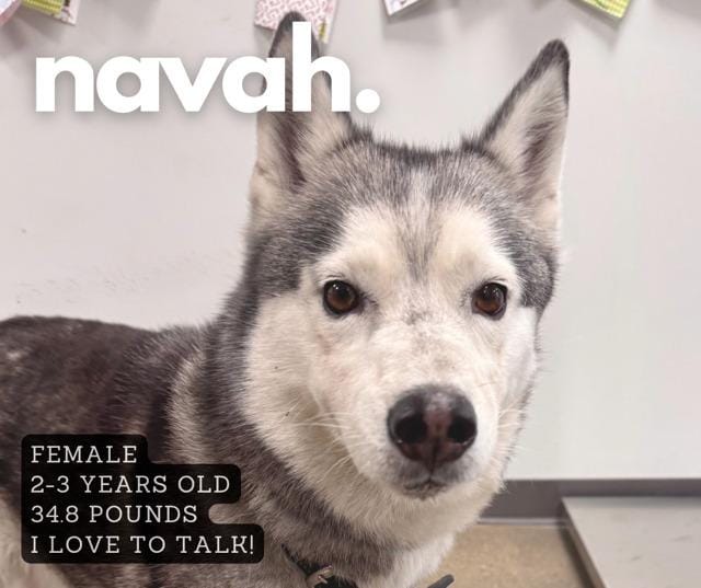 Adopt Navah Today - Pets TheCountyOffice