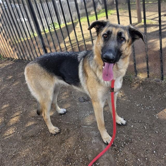 Adopt TWILA Today - Pets TheCountyOffice