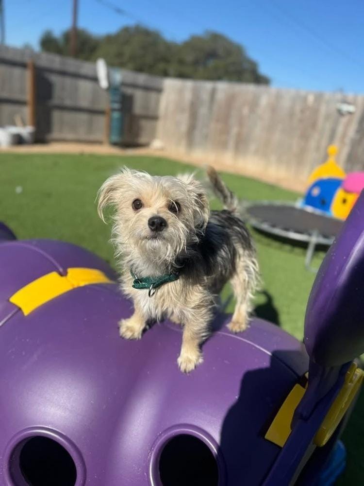 Adopt Nicolas Today - Pets TheCountyOffice