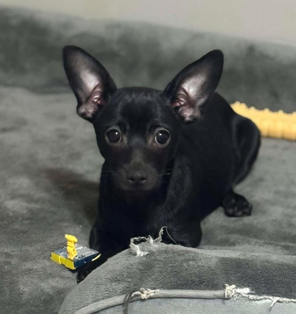 Adopt Mickey Today - Pets TheCountyOffice