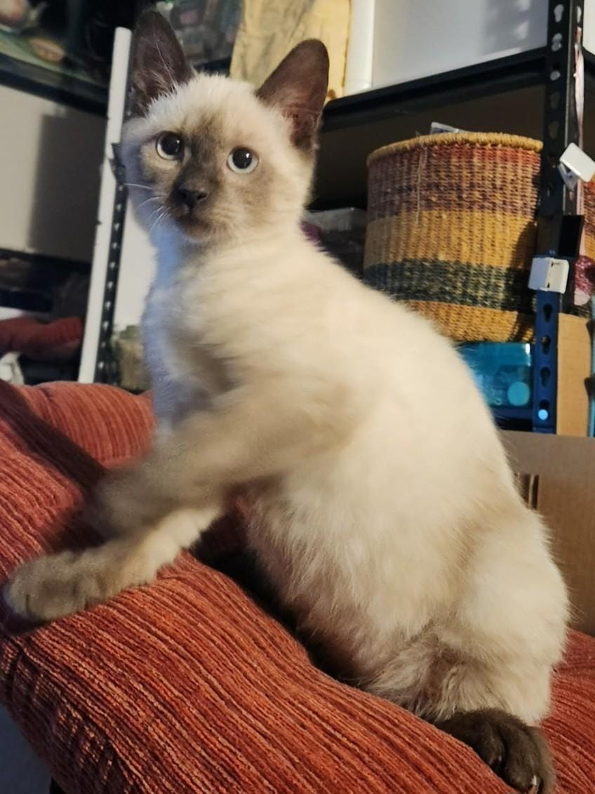 Adopt Sheldon Taylor Today - Find Paw Pal