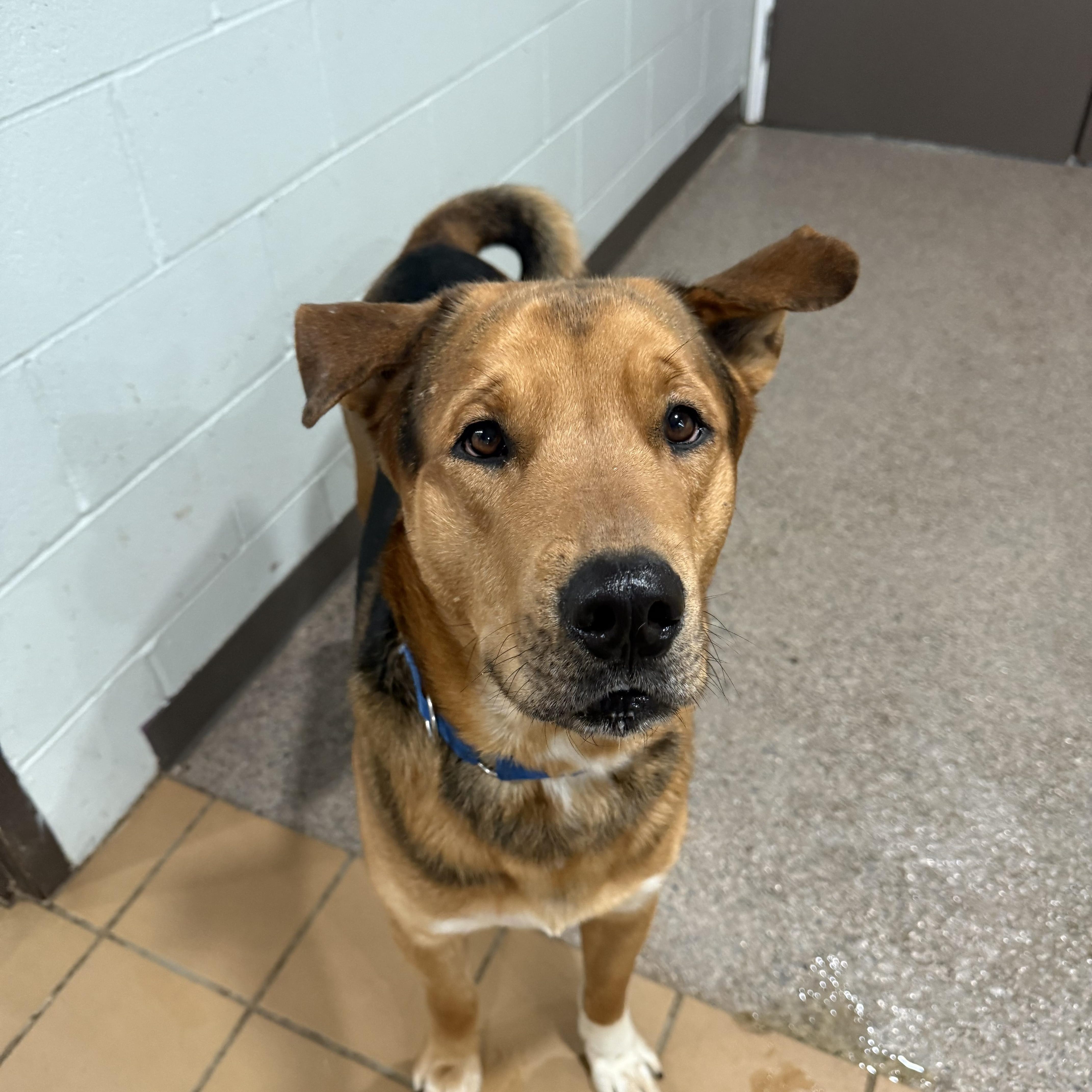 Adopt Pixie Today - Pets TheCountyOffice