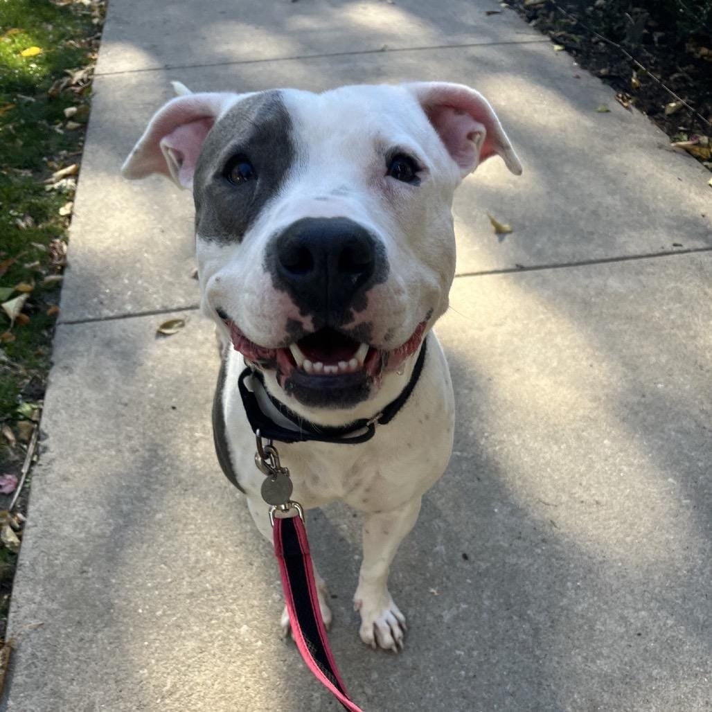 Adopt Amber Gem Today - Find Paw Pal