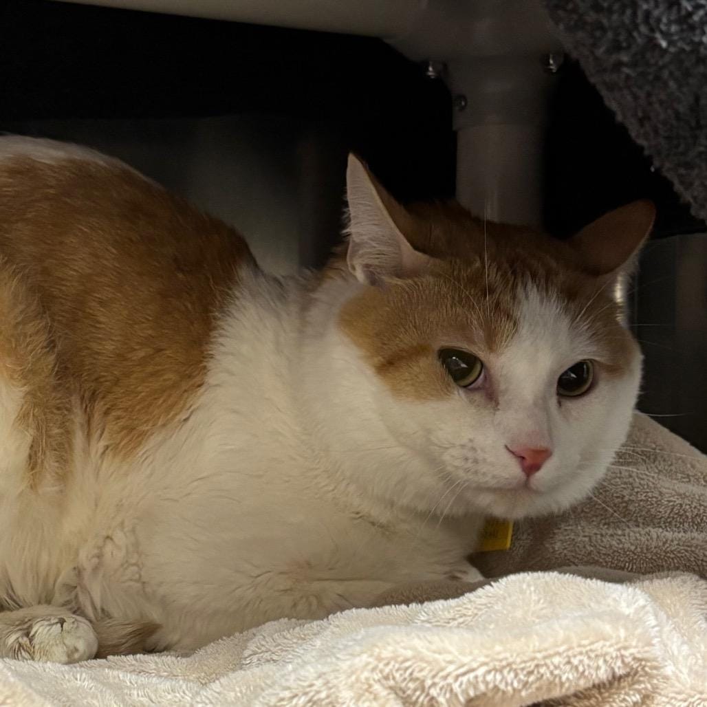 Adopt Rusty-$50 Today - Pets TheCountyOffice