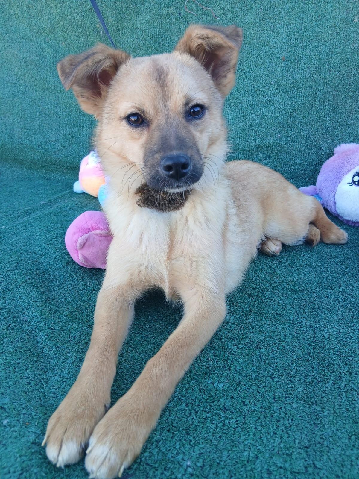 Adopt Gina Today - Pets TheCountyOffice