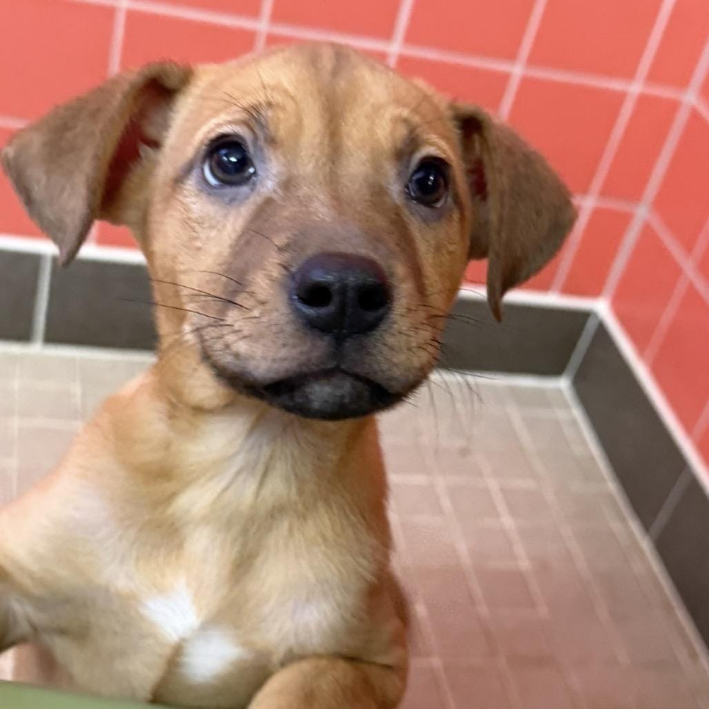 Adopt Pine Today - Pets TheCountyOffice