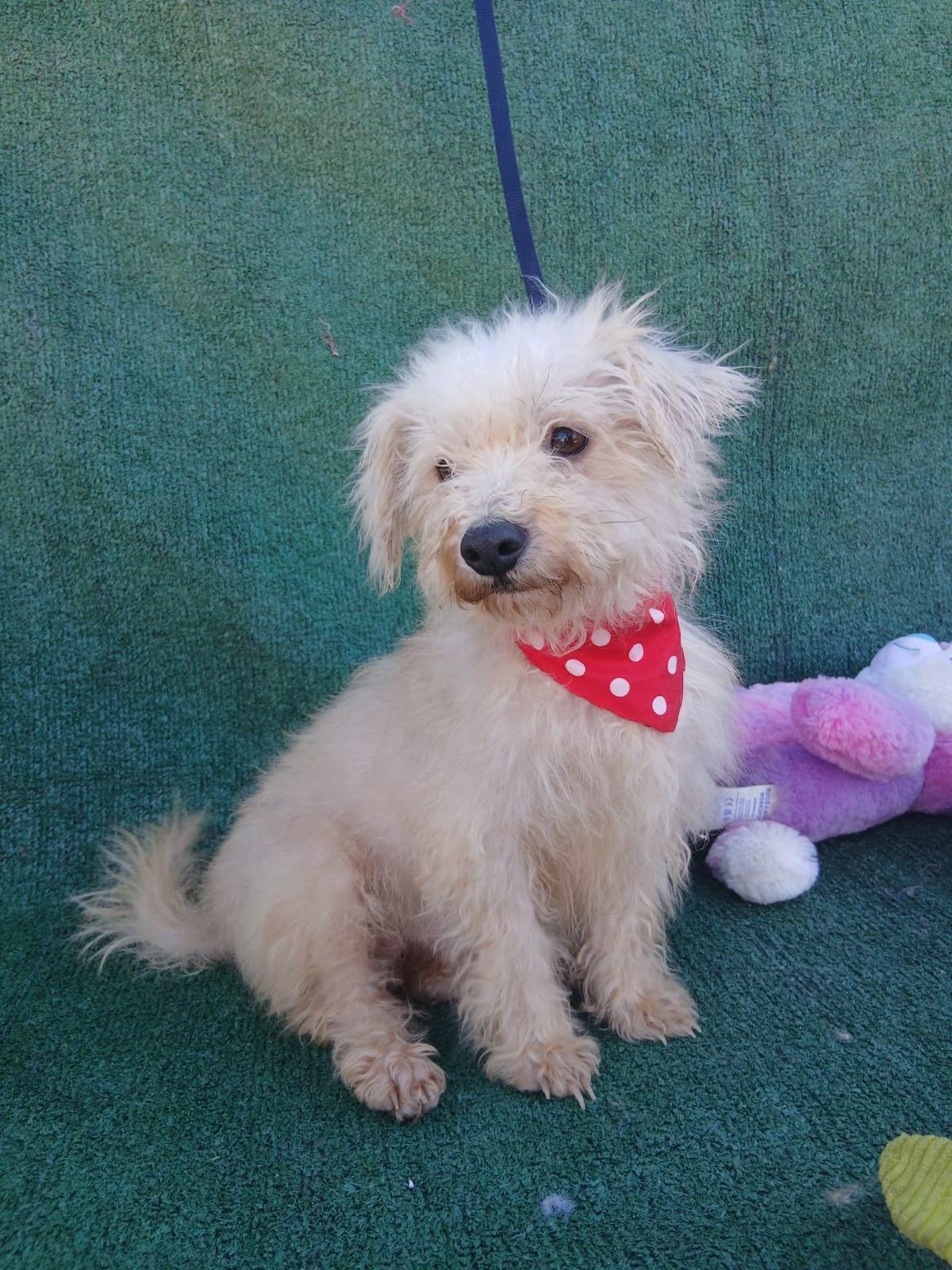 Adopt SABRINA Today - Pets TheCountyOffice