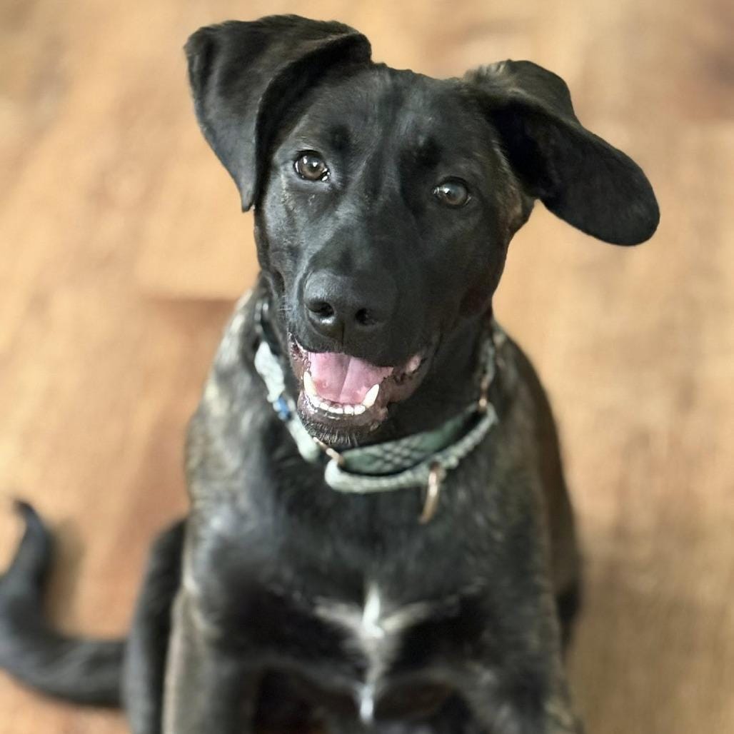 Adopt Camille -- URGENT! Today - Find Paw Pal