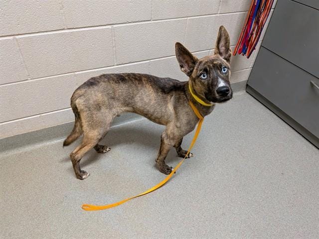 Adopt KENI Today - Pets TheCountyOffice