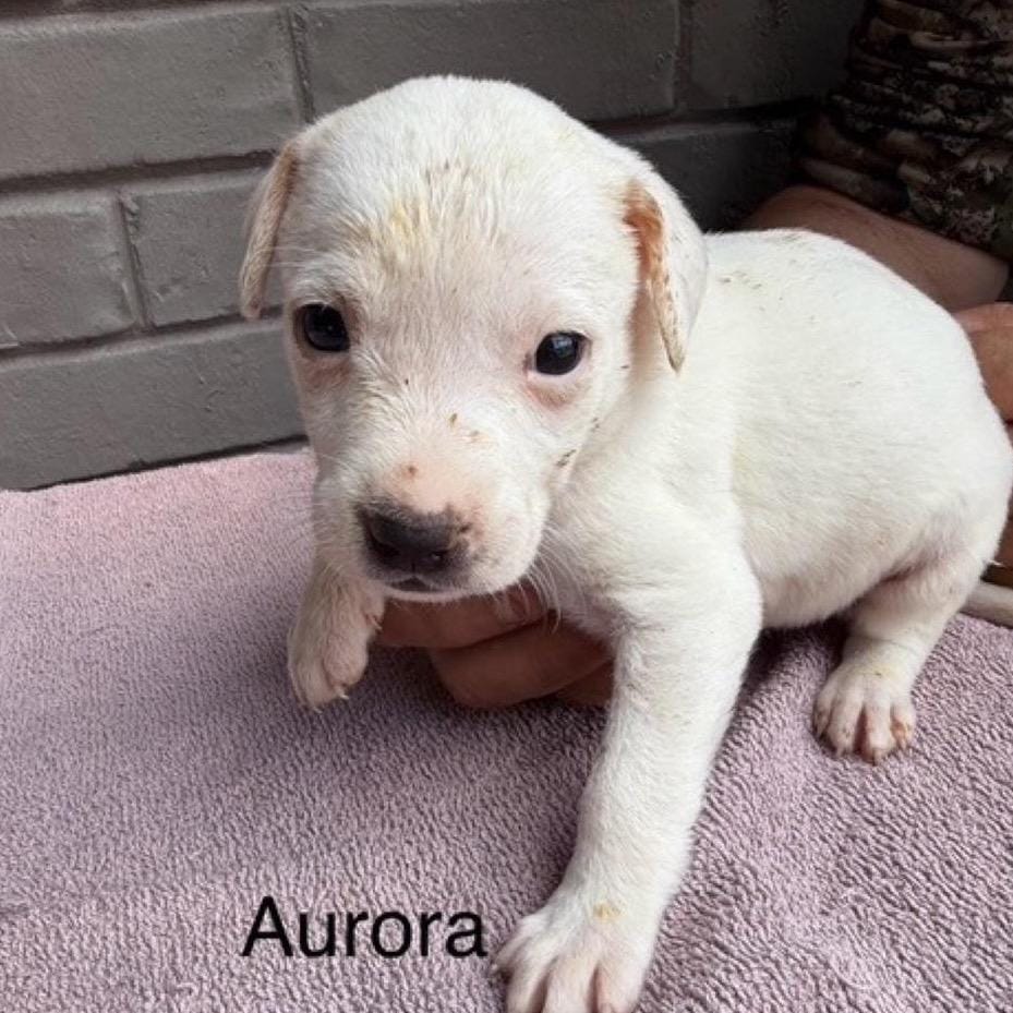 Adopt Aurora Today - Pets TheCountyOffice