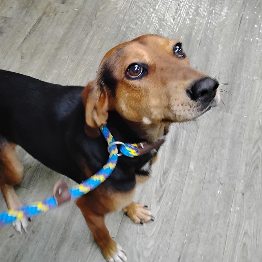 Adopt Joe Today - Pets TheCountyOffice