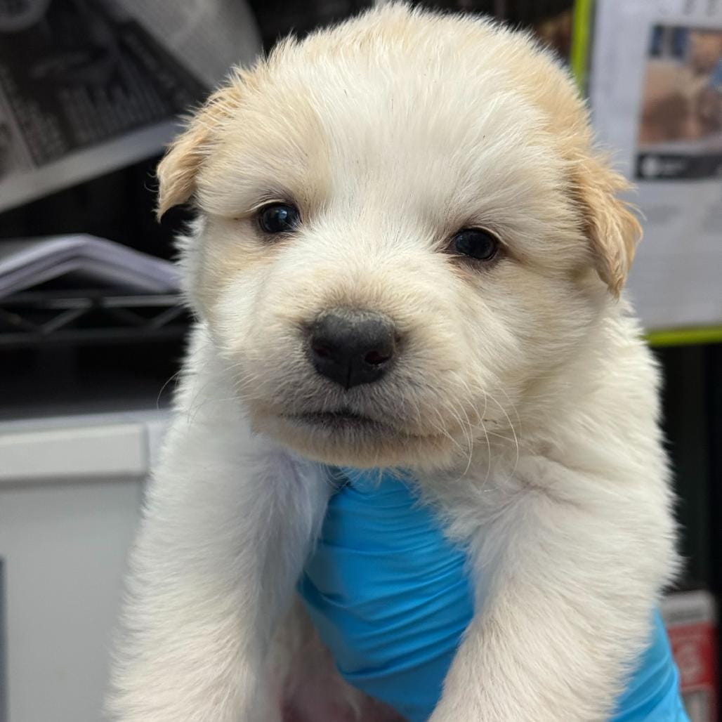 Adopt Aspen Today - Pets TheCountyOffice