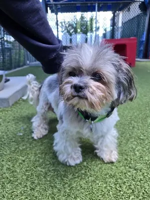 Adopt HAROLD Today - Pets TheCountyOffice