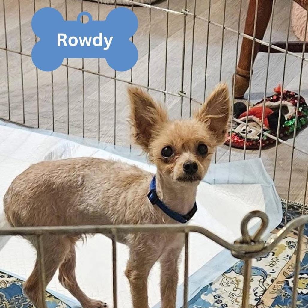 Adopt Oso Today - Pets TheCountyOffice