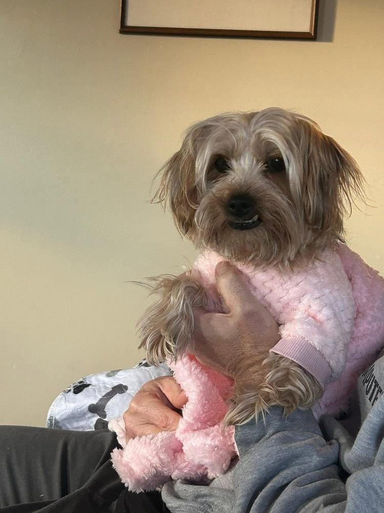 Adopt Sissi Today - Pets TheCountyOffice