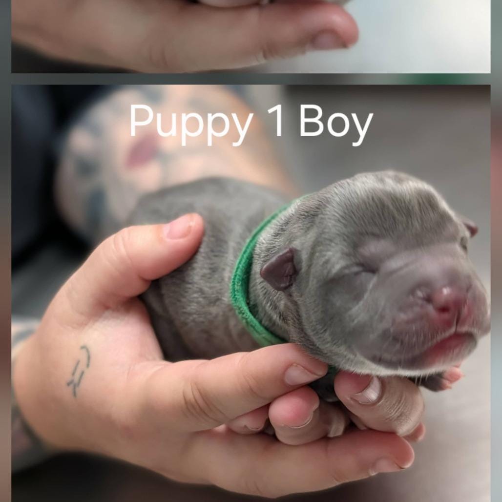 Adopt Percy Today - Pets TheCountyOffice