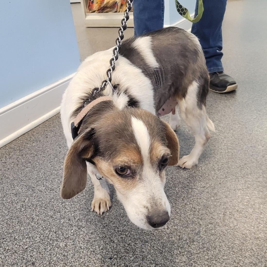 Adopt Anna and Sylvia Today - Pets TheCountyOffice