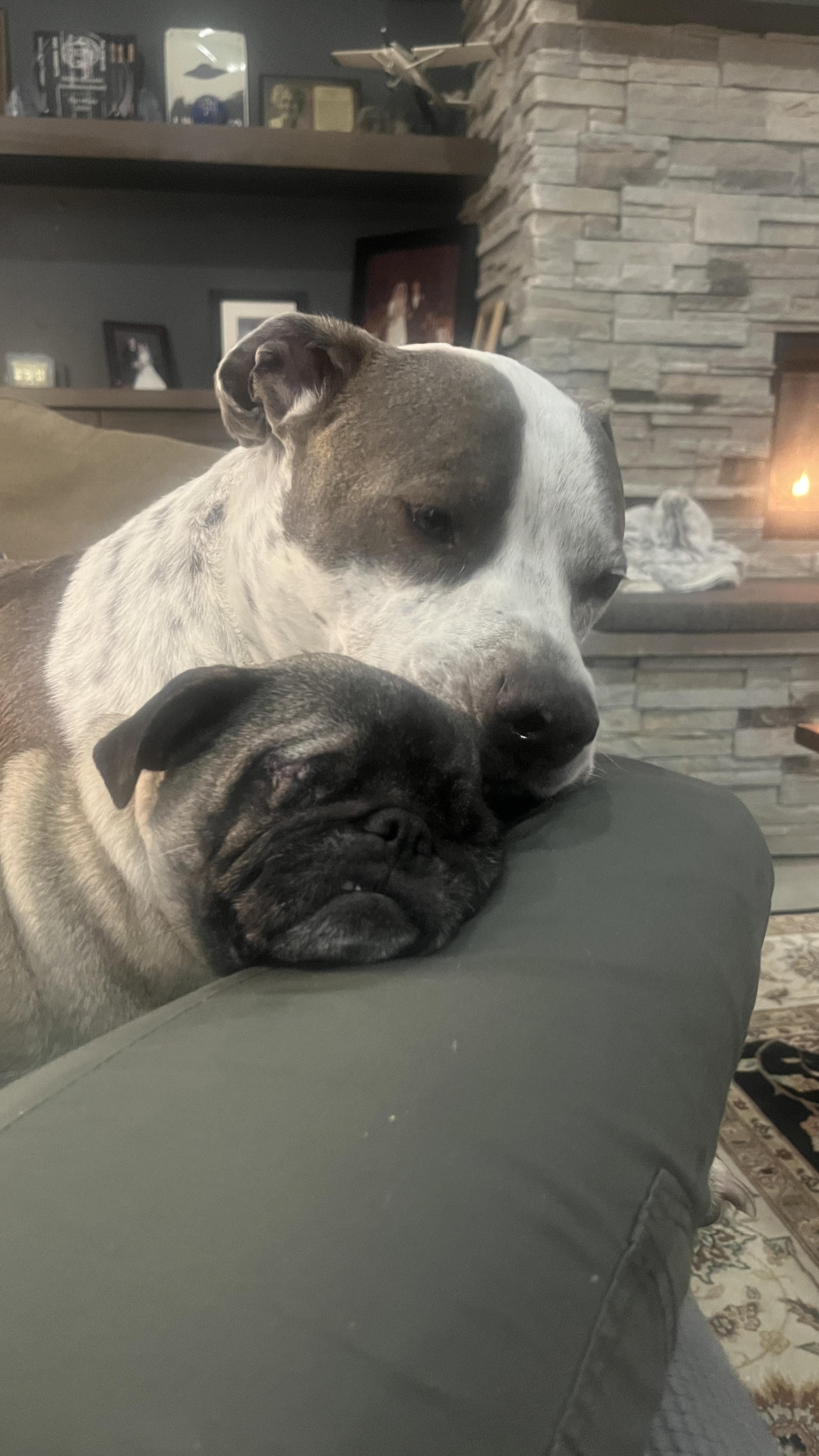 Adopt Gigi Today - Pets TheCountyOffice