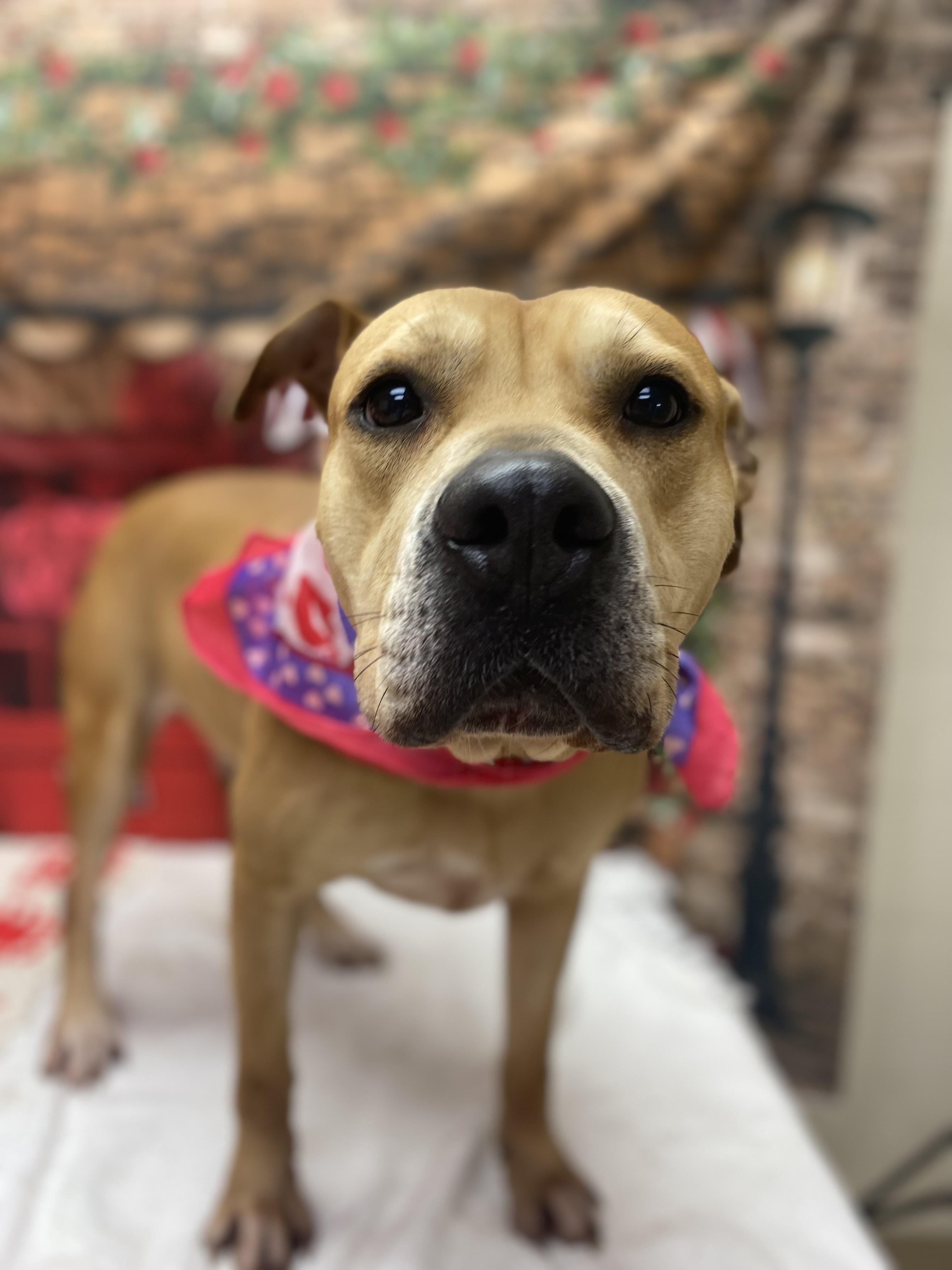 Adopt Sandshrew Today - Pets TheCountyOffice