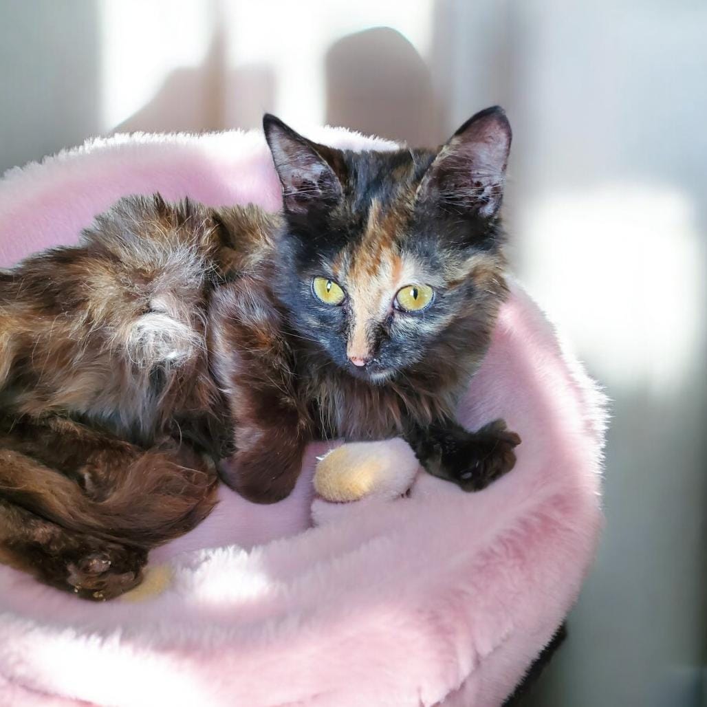 Adopt Abigail Today - Pets TheCountyOffice