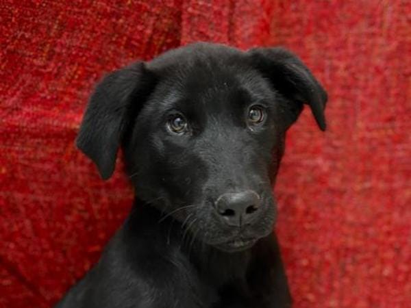 Adopt Coal Today - Pets TheCountyOffice