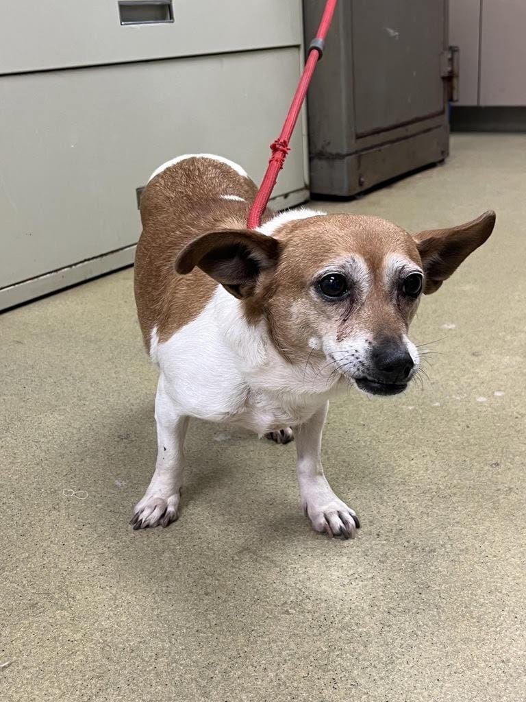 Adopt Champagne 011702A Today - Pets TheCountyOffice