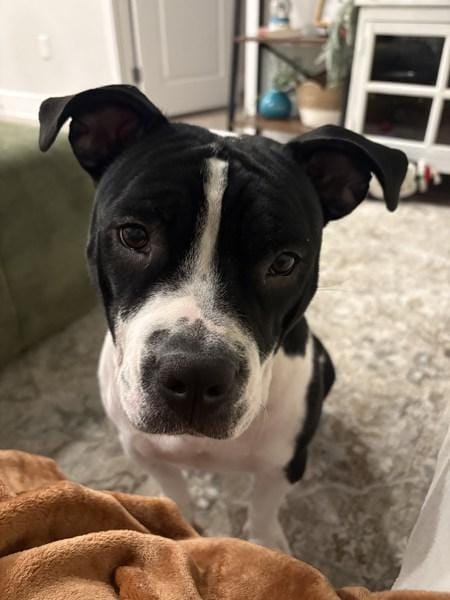 Adopt HUGGY Today - Pets TheCountyOffice
