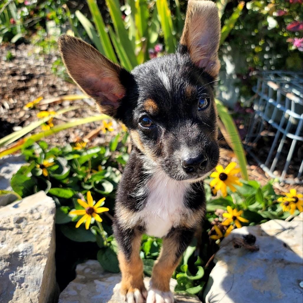 Adopt Bert Today - Find Paw Pal