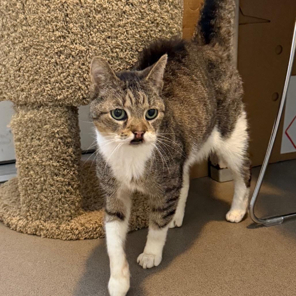 Adopt Boo Boo Today - Pets TheCountyOffice