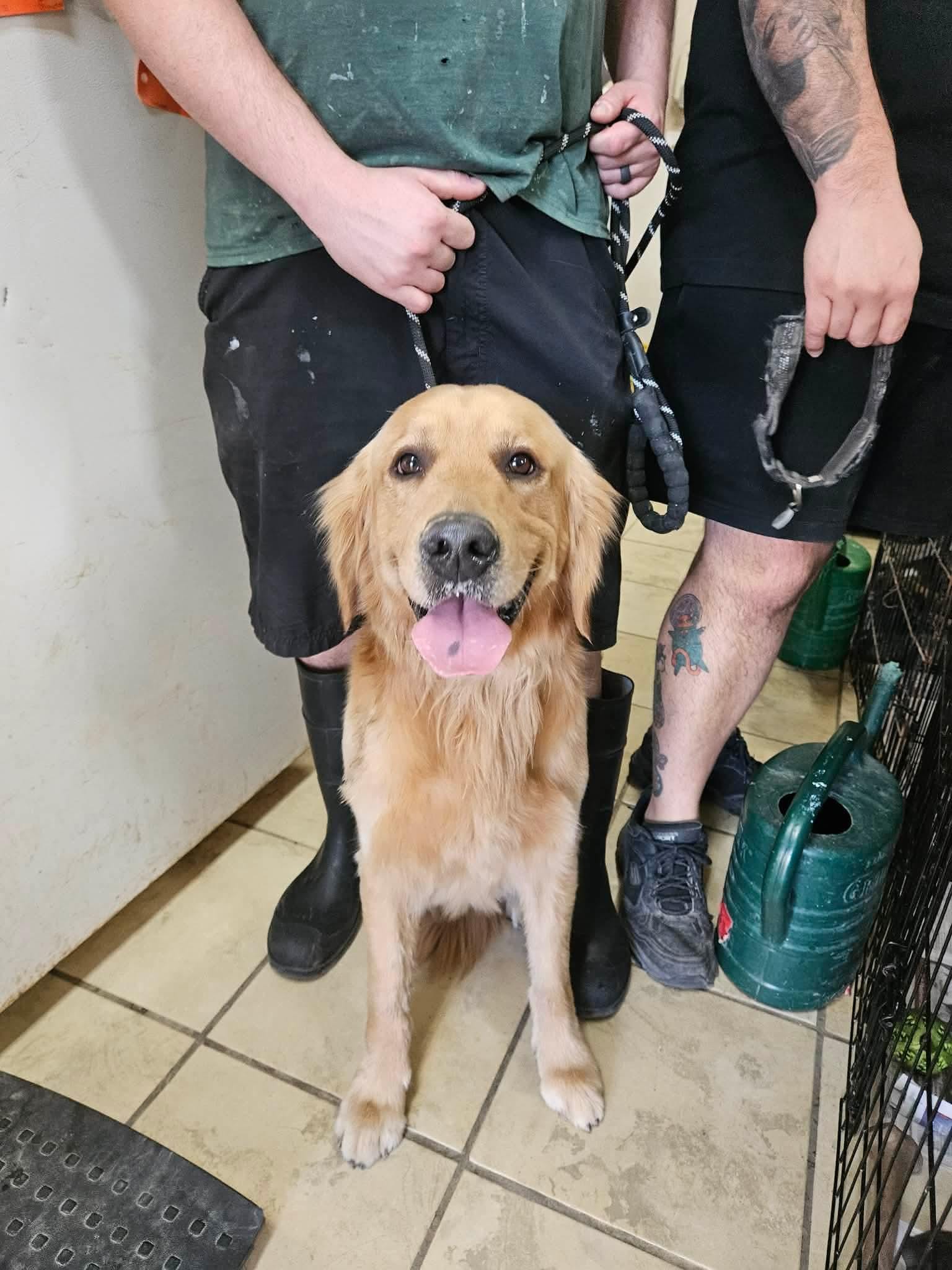 Adopt Baxter Today - Pets TheCountyOffice