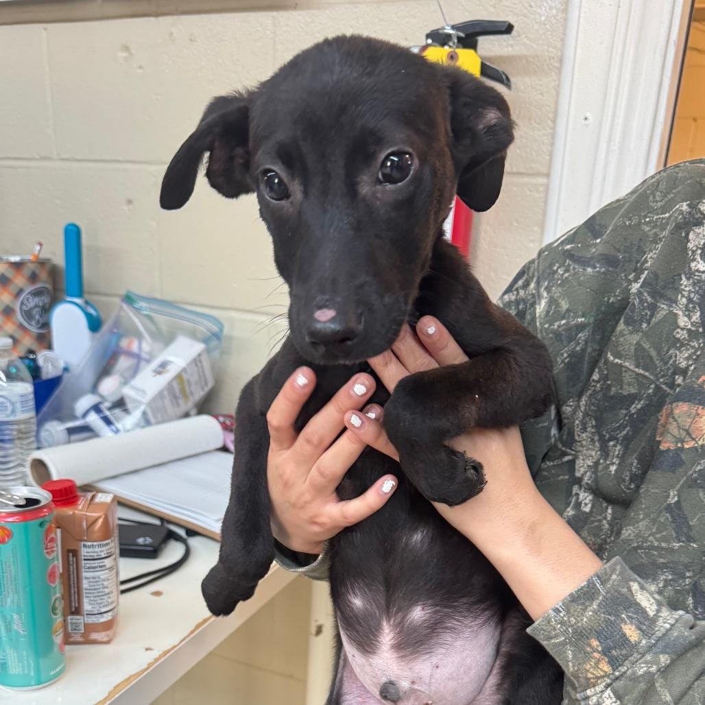 Adopt Sprout Today - Pets TheCountyOffice