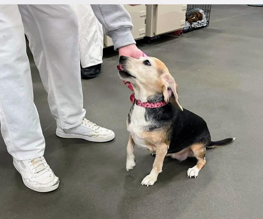 Adopt Carlene Today - Pets TheCountyOffice