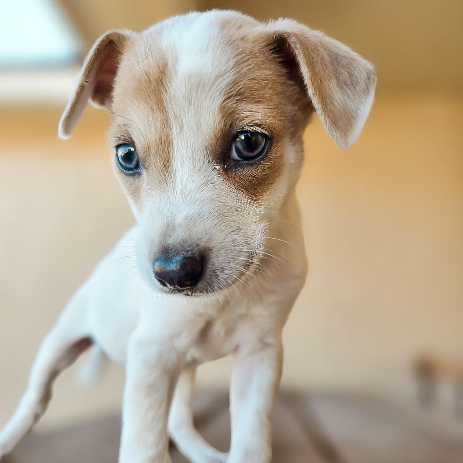 Adopt Coco Today - Pets TheCountyOffice