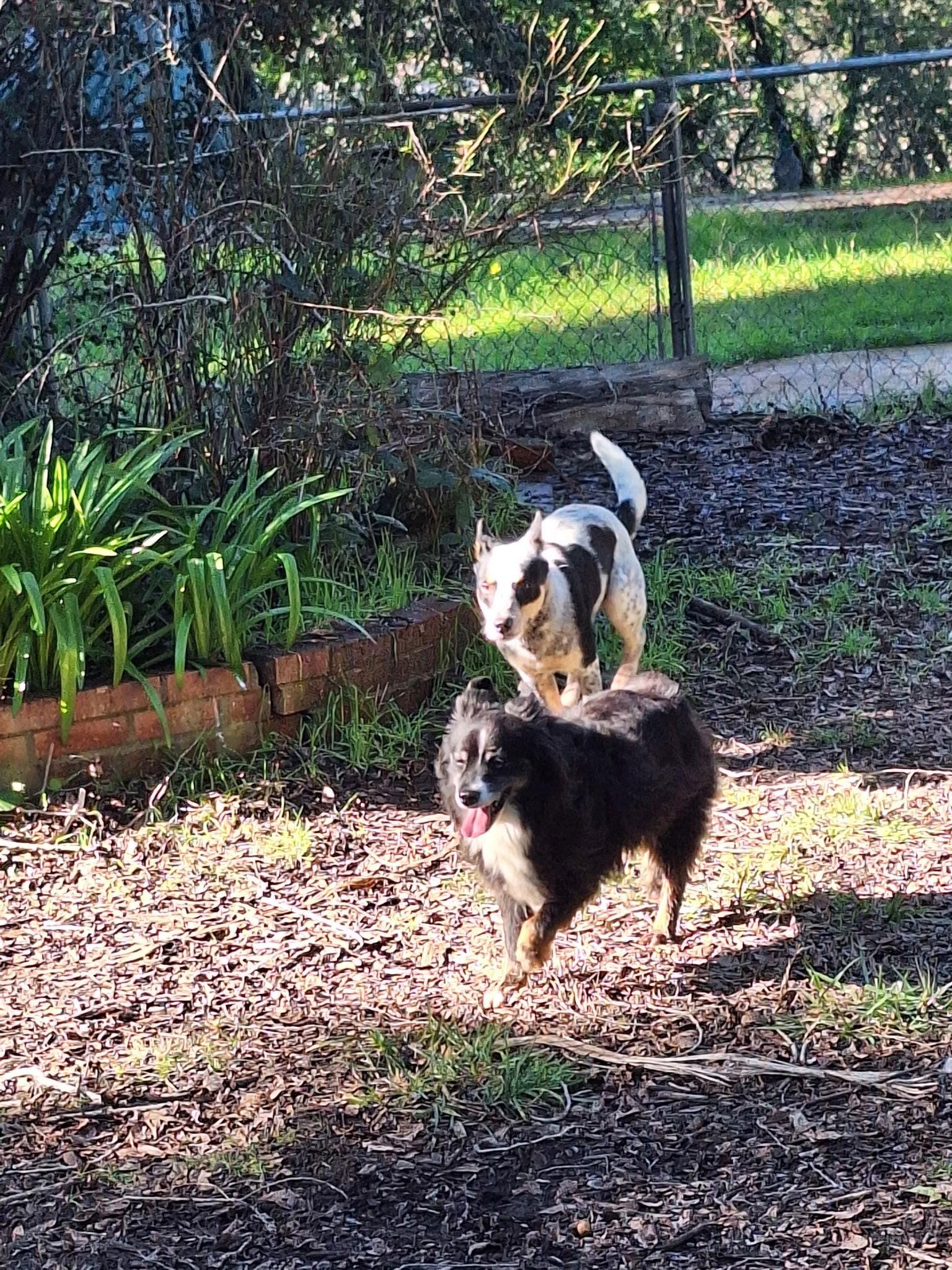 Adopt BENSON- a charmer Today - Pets TheCountyOffice