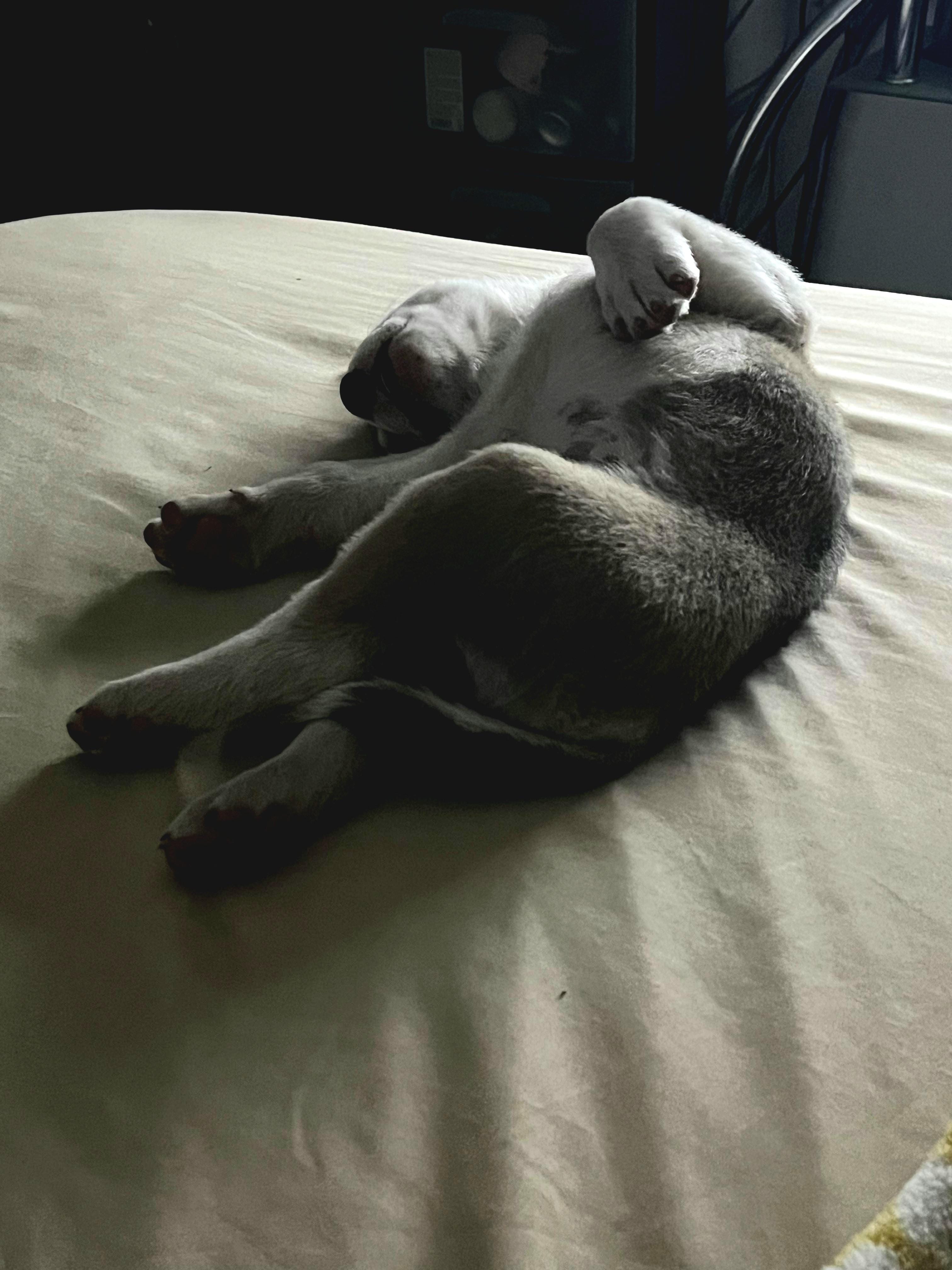 Adopt TUGGER "THE super snuggler" (Currently in Puerto Rico) Today ...