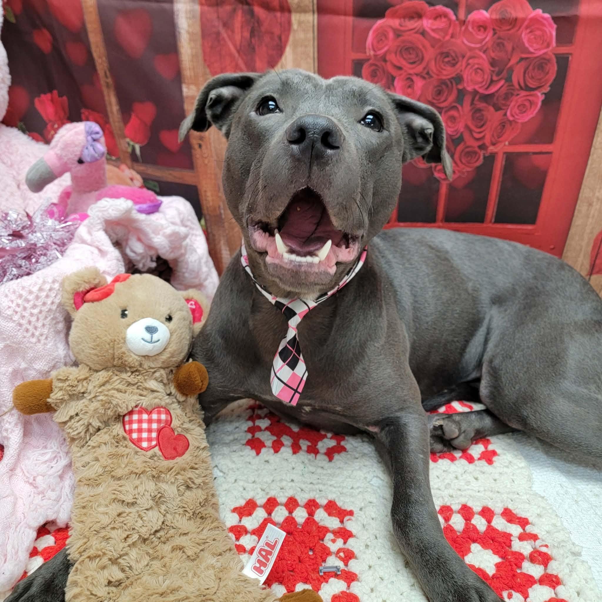 Adopt LADY Today - Pets TheCountyOffice