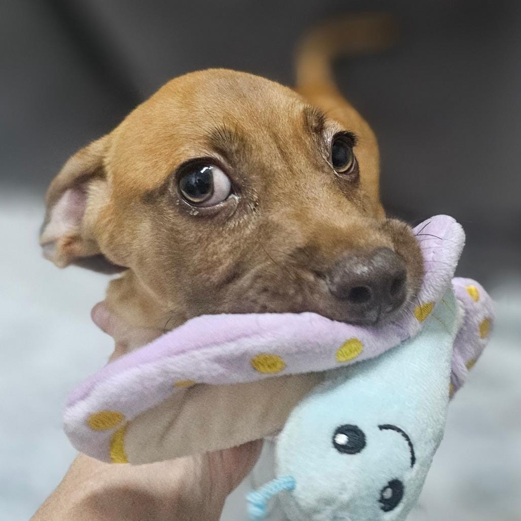 Adopt Copper Today - Pets TheCountyOffice