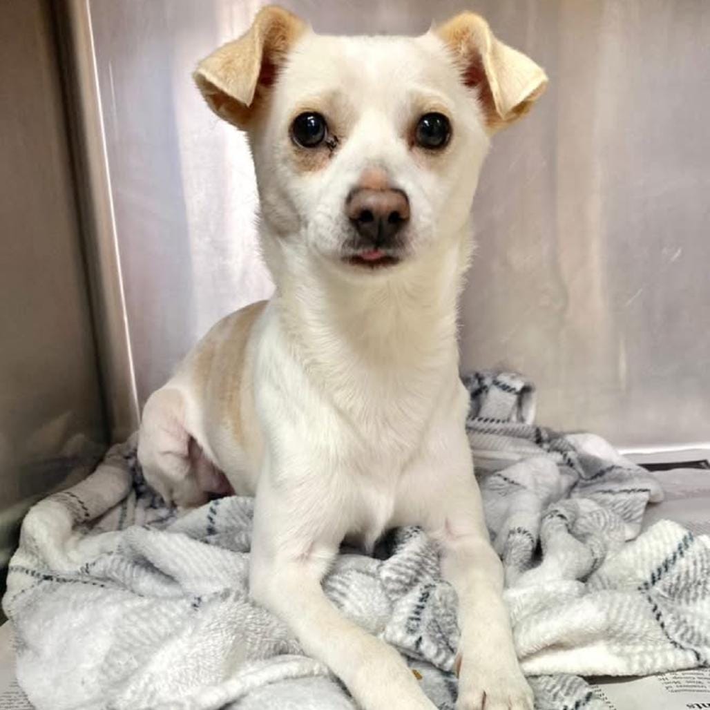 Adopt Izzy Today - Pets TheCountyOffice