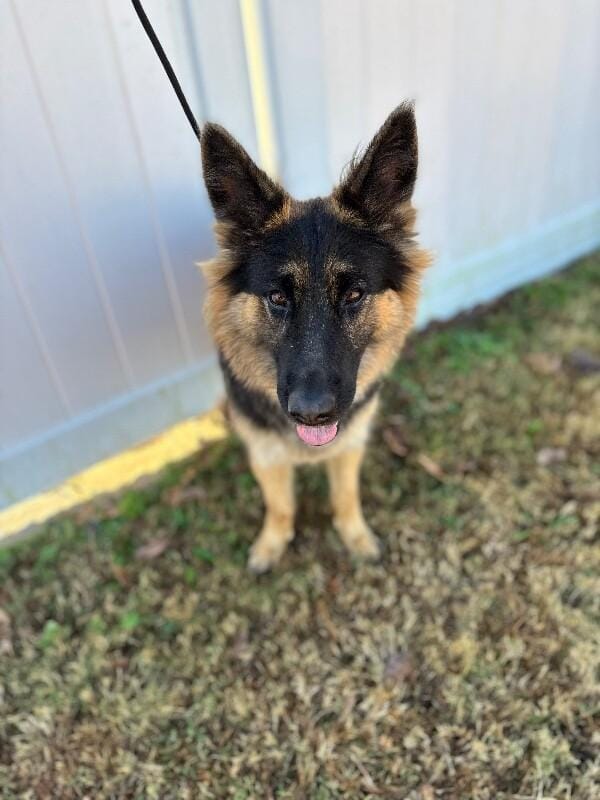 5 Steps To Guide You Through Dog Adoption Process - Find Paw Pal
