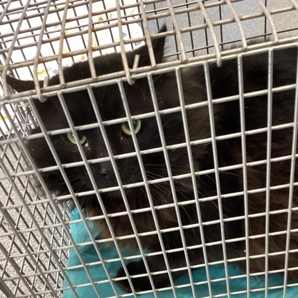 Adopt Augustus Gloop Today - Pets TheCountyOffice