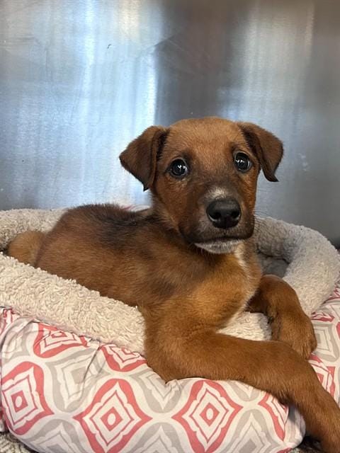 Adopt OSO Today - Pets TheCountyOffice